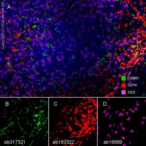 Anti C3a R Antibody [epr28765 1] Ab317321 Abcam