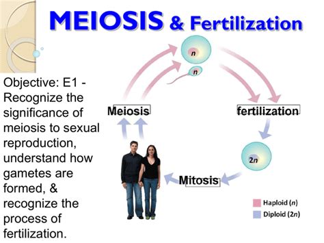 Meiosis And Fertilization Understanding Sexual Reproduction
