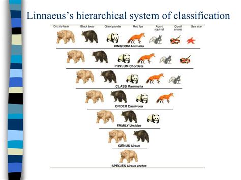Ppt Classification Powerpoint Presentation Free Download Id 9633782