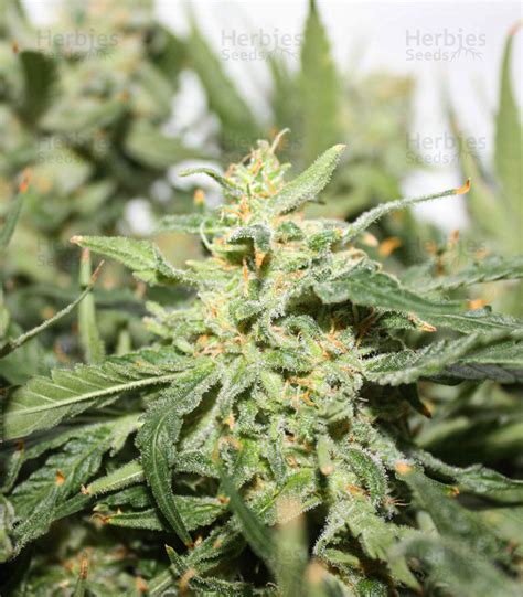 Sugar Black Rose Early Version Fem Seeds For Sale Strain Information