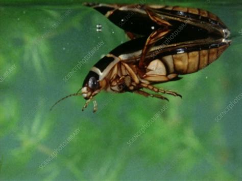 How Long Do Diving Beetles Live At Sophia Hoff Blog