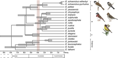 Genetic Differentiation Between Two Subspecies Of Emberiza Schoeniclus