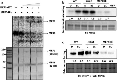 Mkp1 Dephosphorylates Mpk6 Both In Vitro And In Vivo A In Vitro Kinase