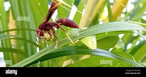 Neotropical Red Paper Wasp Polistes Canadensis Stock Photo Alamy