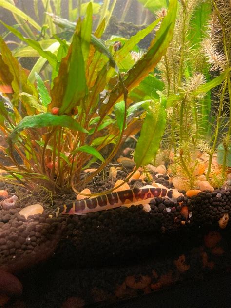 Weird Kuhli Loach Behavior General Chat Aquarium Co Op Forum