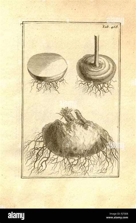 A Botanical Work By Joseph Pitton De Tournefort Featuring Detailed Illustrations Of Plant