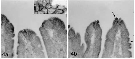 A B Transverse Section Of Rat Duodenum Reaction With Antibodies To