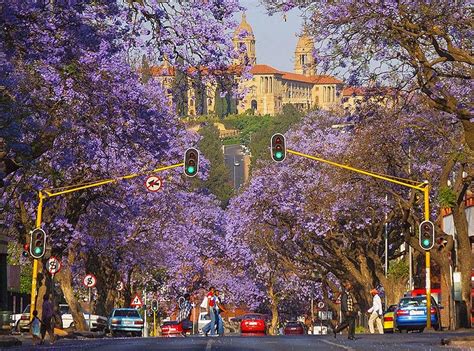 Melvin Residence The Jacarandas Of Pretoria
