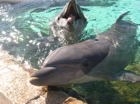 Adw Tursiops Truncatus Pictures
