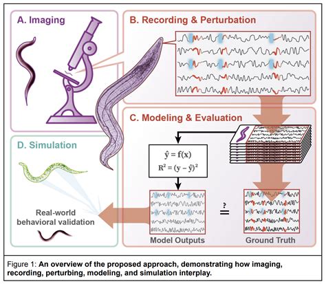 Vcg Harvard To Reverse Engineer An Entire Nervous System