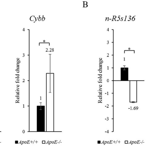 Histological Analysis Of The Aorta From Apoe And Apoe Mice A