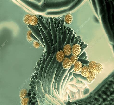 Pollen Grains Stock Image B Science Photo Library