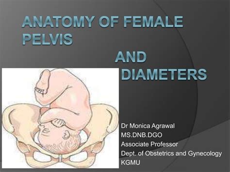 Anatomy Of Female Pelvis And Fetal Diameters 2020 Pptx
