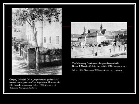 Ppt Gregor Mendel Powerpoint Presentation Free Download Id3217162