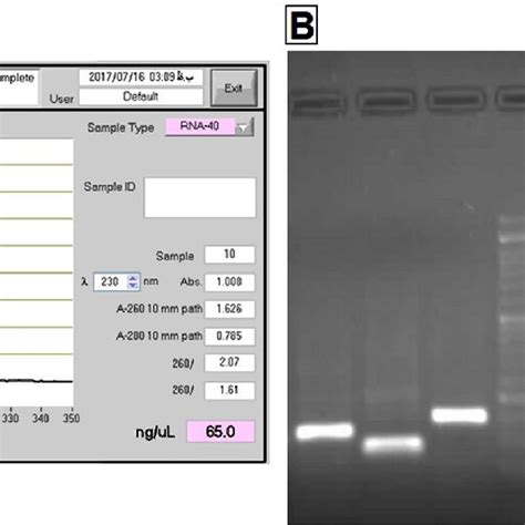 A Nano Drop Test Diagram Horizontal Electrophoresis Systems B Download Scientific Diagram