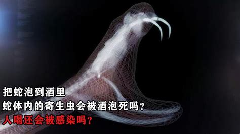 把蛇泡到酒里蛇体内的寄生虫会被酒泡死吗人喝了还会感染吗 腾讯视频