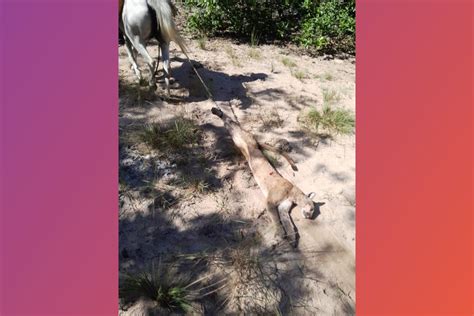 Vídeo mostra onça parda sendo morta tiro e ataque de cães em MS