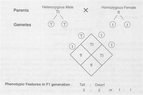 Using A Punnett Square Work Out The Distribution Of Phenotypic Features