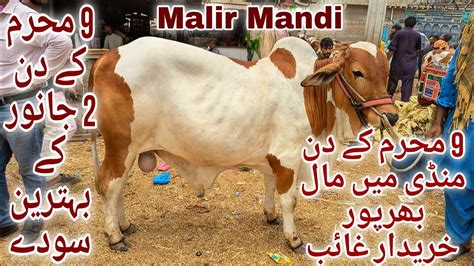 Malir Mandi Karachi Cattle Latest Rates Update 16 July 2024 Malir