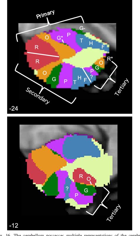 Figure 16 From The Organization Of The Human Cerebellum Estimated By