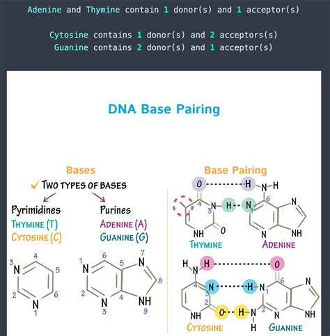 Is Adenine The H Bond Donor Or Acceptor To Thymine R Mcat
