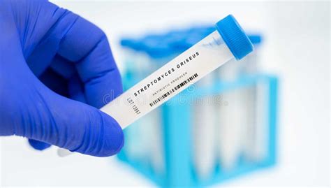 Streptomyces Griseus Stock Image Image Of Streptomycin 408955675