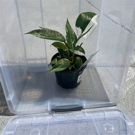 The Complete Linnaei Kunth Plant Care Guide Water Light And Beyond