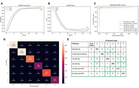 Adenosine Triphosphate Protects From Elevated Extracellular Calcium