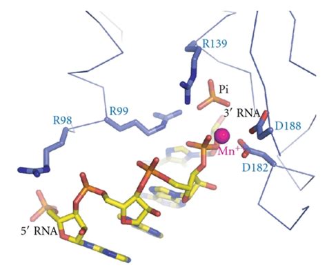 Model Of The Archaeal Exosome Bound To Rna Pi And Mn A The Model