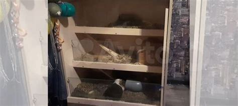 Стеллаж для морских свинок купить в Железногорске | Животные и ...