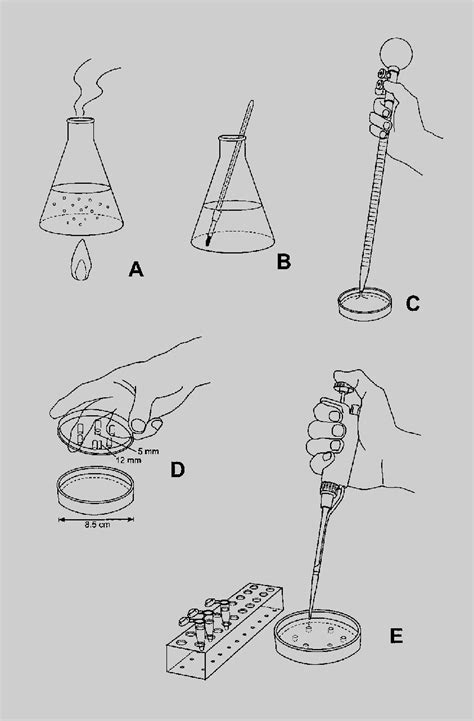 Radial Diffusion Assay [29 30] Adapted For Assessing Tannins In The Download Scientific