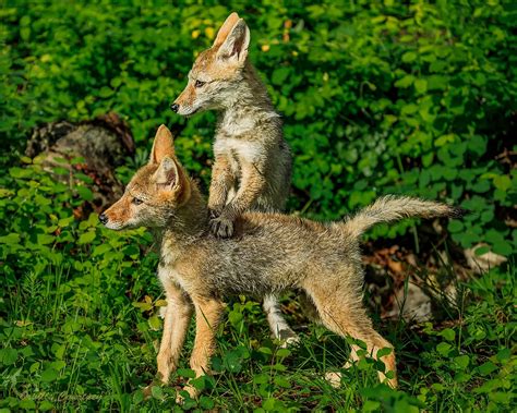 Cute Coyote Pups