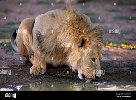 Lion Panthera Leo Male Five Years Old Drinking At Water Tswalu Game