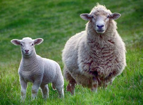 Wool Market Update May 2023 — Rms Agricultural Consultants