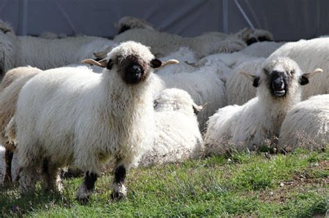 Shepherd Symbolism Meaning Leadership Faith