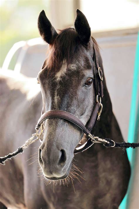 【有馬記念】クロノジェネシスの「主戦」北村友一騎手が語る熱い思い スポーツ報知