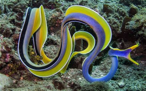 The Blue Ribbon Eel Rhinomuraena Quaesita Reefedition