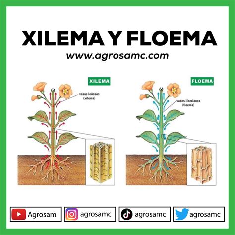 Agrosam Floema Y Xilema Son Tejidos Vasculares De Las