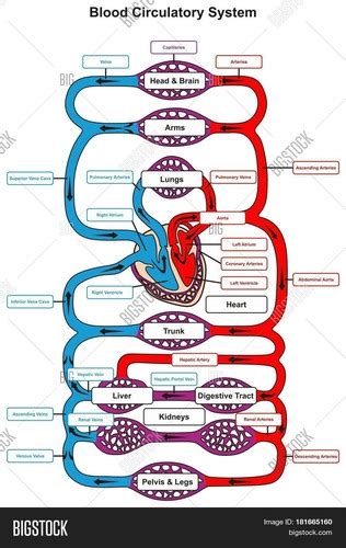 Biology Test 5 Flashcards Quizlet
