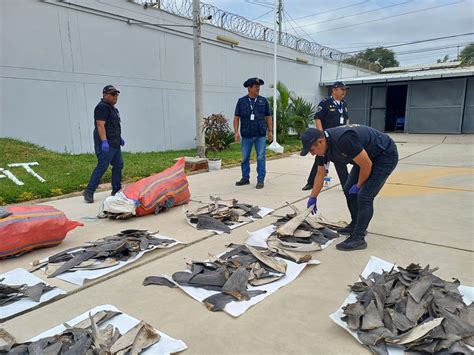 Piura Decomisan 146 Kilos De Aleta De Tiburón Noticias Piura 30