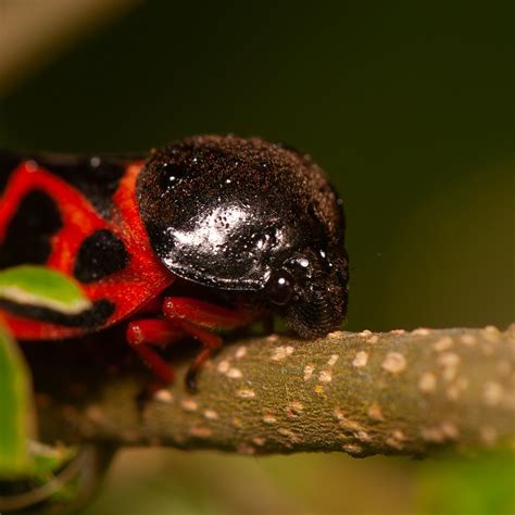 元 —梭德氏草蜥— 𝑻𝒂𝒌𝒚𝒅𝒓𝒐𝒎𝒖𝒔 𝒔𝒂𝒖𝒕𝒆𝒓𝒊 台灣特有種 三級保育類 近危 Nt 體型細長的綠色草蜥 感謝友人的好眼力 雌性身體成翠綠色 而雄性的背部前半段為綠色 後半段則