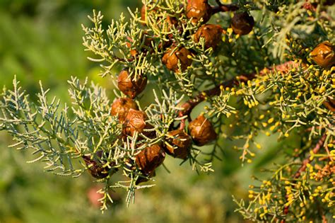 그것에 씨 콘과 함께 녹색 Thuja 지점에 근접 촬영 0명에 대한 스톡 사진 및 기타 이미지 0명 Thuja 갈색