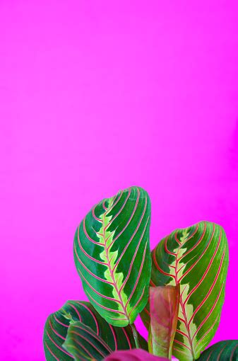 세로 보기 Calathea 화려한 열 대 식물 분홍색 자주색 배경 최소한의 개념 에 단풍 단풍 Calathea Maranta