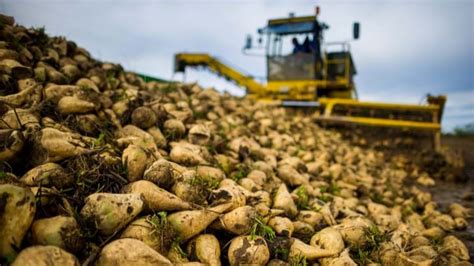 Sugar Beet Could Kickstart Scottish Bioeconomy News The Chemical