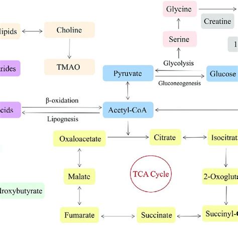 Schematic Representation Of The Metabolic Pathways In In The Events Of