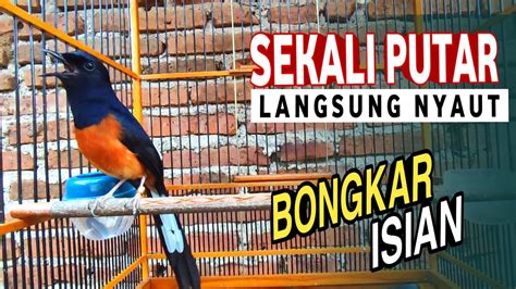 MASTERAN MURAI BATU GACOR BIKIN LAWAN BONGKAR ISIANmurai Batu Isian