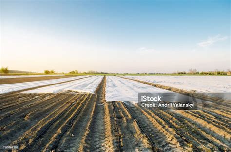 농업 풍경입니다 작은 온실에서 유기농 채소 재배 드립 관개 서 리 로부터 보호 하 고 야채의 습도를 유지 하는 스 펀 본드 농업 근거 선택적 초점 0명에 대한 스톡 사진 및