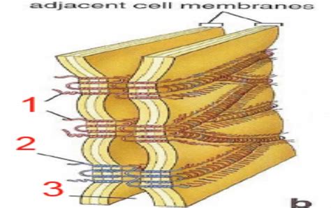 Cell Junction On Emaze