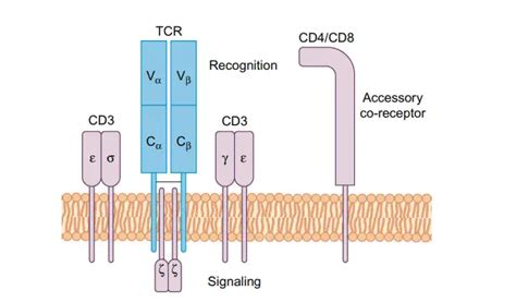T Cell T Lymphocyte Definition Structure Types Development Functions Biology Notes Online