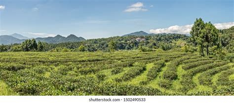 Tea Heaven Images Stock Photos Vectors Shutterstock